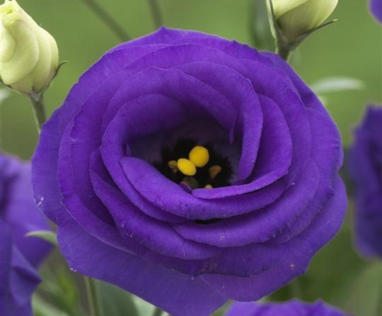 FRS905 F1 Croma™ ll Blue – TAKII SEED